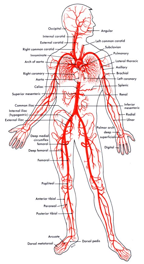 Arteries And Veins Of The Body Arteries Of The Body Anatomy Main