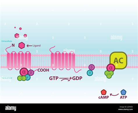 Gpcr Stock Vector Images Alamy