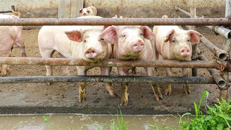 情熱と信念が、安全・安心はもちろん、おいしくて手頃なハム・ソーセージをつくる。 〜ファーマーズファクトリー 北海道ポークシリーズ〜 Bio C Bon ビオセボン パリ発の