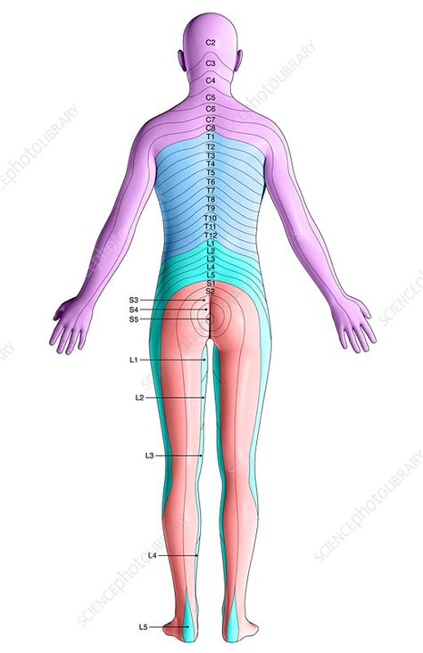 Dermatomes Posterior View Stock Image C036 5305 Science Photo