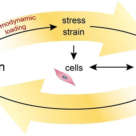Interrelationships Between Structure And Function Functionality In