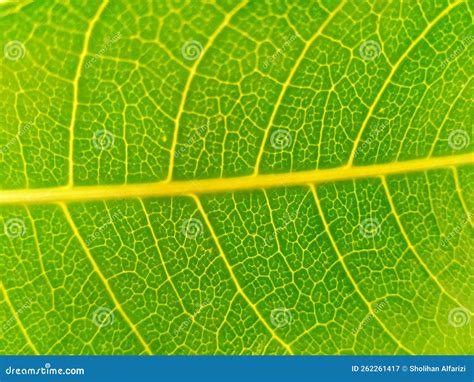 Green Mango Leaf Texture Detail Stock Image Image Of Texture Indonesia 262261417