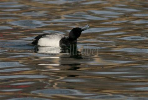 Lesser Scaup Window To Wildlife Photography By Jim Edlhuber