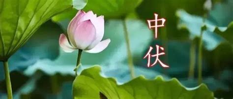 今日中伏养生除病关键期只剩20天一定不要再错过 心脑血管 疾病 食物