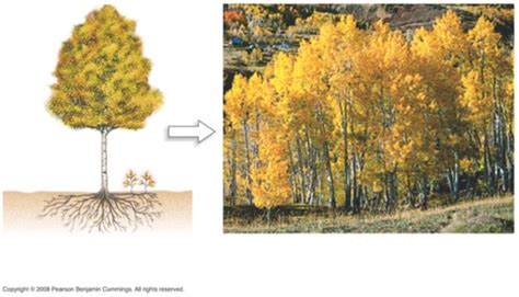 Plant Bio Sex Powerpoint Flashcards Quizlet
