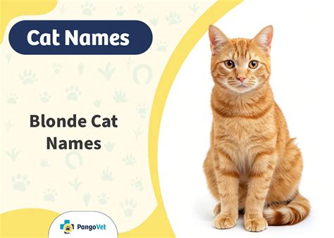 130 Most Popular Blonde Cat Names Trendy And Beloved Ideas For Your