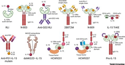 Harnessing Il 15 Signaling To Potentiate Nk Cell Mediated Cancer Immunotherapy Trends In Immunology