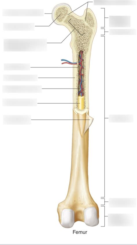 Long Bone Diagram Quizlet