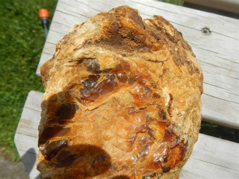 Natural Kauri Gum Specimen 528 G Time Frozen