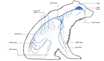 Polar Bear Skeleton Diagram