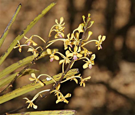 Vanda Testacea Eflora Of India