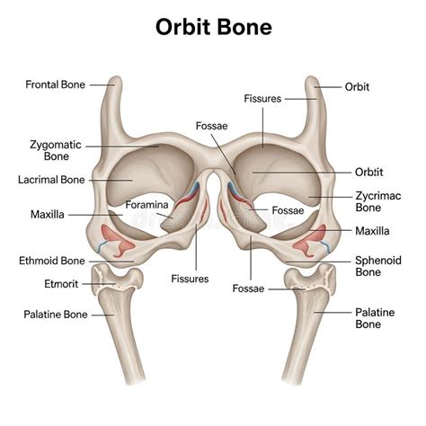Human Orbit Bone Anatomy Labeled Diagram Skeletal System Stock