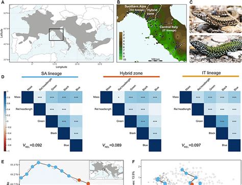 Adaptive Introgression Reveals The Genetic Basis Of A Sexually Selected Syndrome In Wall Lizards