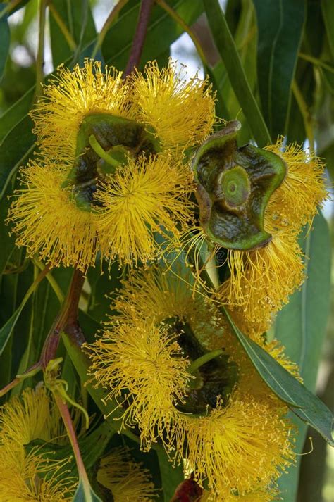 Grouping Of Bright Yellow Flowers Of A Eucalyptus Erythrocorys Stock