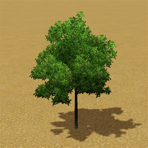 File CAW Trees Red Maple ITF Png SimsWiki