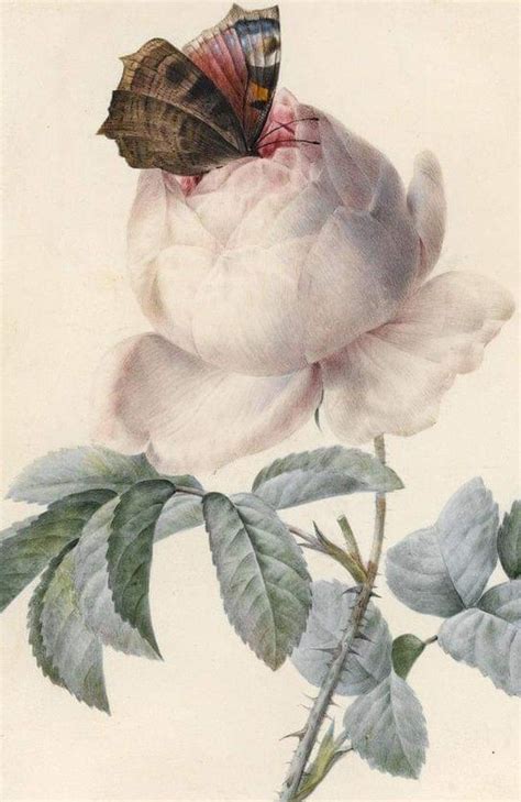 Пин на доске Botânica Ботанические иллюстрации Ботанические рисунки Розы