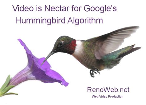 How Does Video Affect Googles Hummingbird Algorithm RenoWeb Net