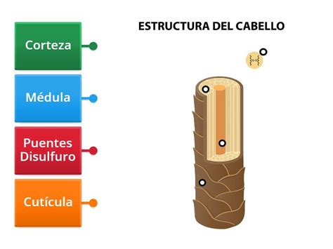 Estructura Del Cabello Diagrama Con Etiquetas