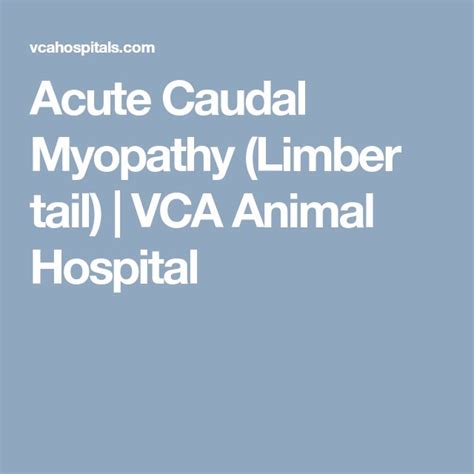 Acute Caudal Myopathy Limber Tail Vca Animal Hospitals Animal