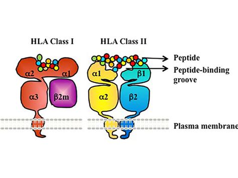 Hla Gene May Predict If Cancer Immunotherapy Will Work Nci