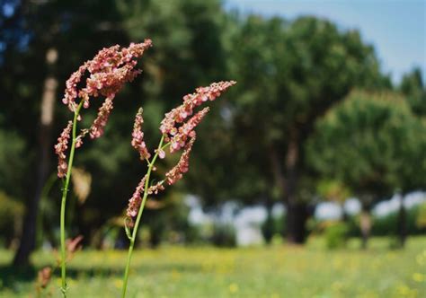Premium Photo A Field Of Grass With A Tree In The Background