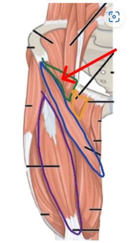 Thigh Flashcards Quizlet