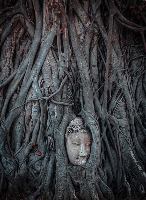 เศียรพระพุทธรูปในรากต้นโพธิ์ รากเหง้าไทยในมุมมองฉัน