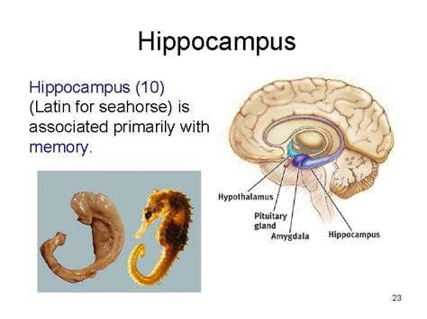 Biological Bases Of Behaviors Part 1 The Brain