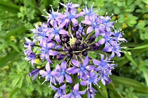 オオツルボ大蔓穂の花 トドワラのブログ