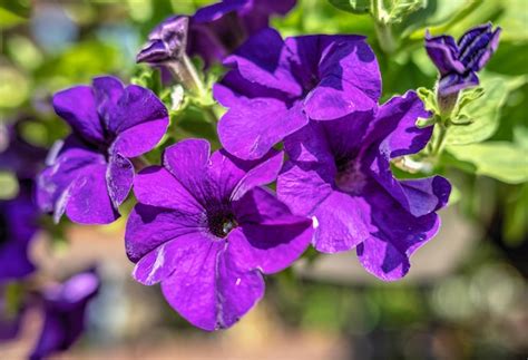 Premium Photo Purple Petunia Flower In Nature