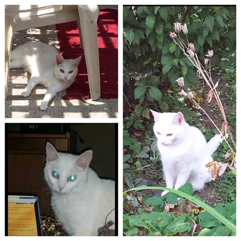 Peaceful In Memory Of Isabella Izzy