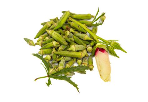 350 Bamia Fotografías De Stock Fotos E Imágenes Libres De Derechos Istock