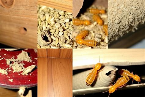 Dont Ignore The Urgent Signs Of Termites In Singapore