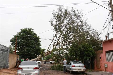 Árvore De 15 Metros Despenca Sobre Casa Derruba Fios E Interdita Rua