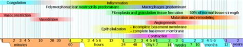 Difference Between Epithelialization And Granulation Compare The Difference Between Similar Terms