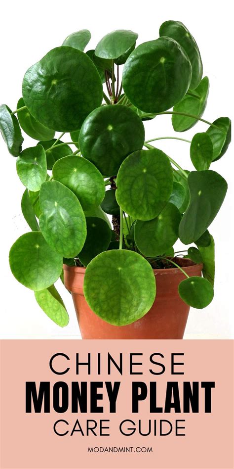 How To Grow Chinese Money Plants Artofit