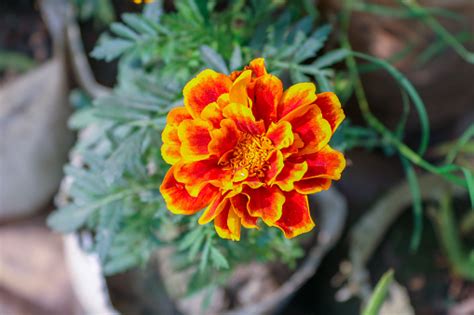 꽃 타게츠 의 자연의 매크로 사진 파툴라 텍스처 배경 식물 불 같은 빨간 타게츠 꽃 이미지 식물 오렌지 메리 골드 타게테스 파툴라 꽃 0명에 대한 스톡 사진 및 기타 이미지