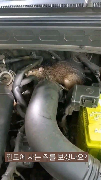엔진룸에 들어간 인도 대왕 쥐 Youtube