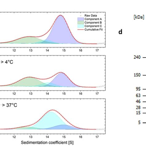 A Auc Sedimentation Coefficient Distribution Of D614g Spike Protein Download Scientific