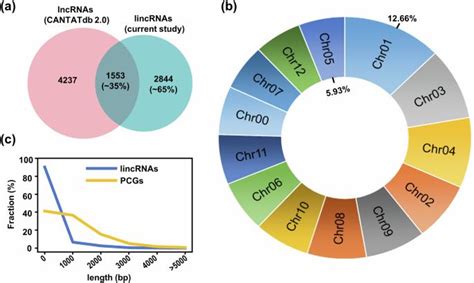 How Intergenic Non Coding Rnas Affect Potato Health Manikandan Ramasamy Posted On The Topic