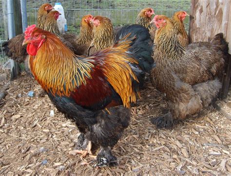 Brahma For Sale Chickens Breed Information Omlet