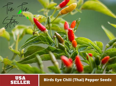 35 Seeds Birds Eye Chili Peppers Thai Seeds Flower Etsy