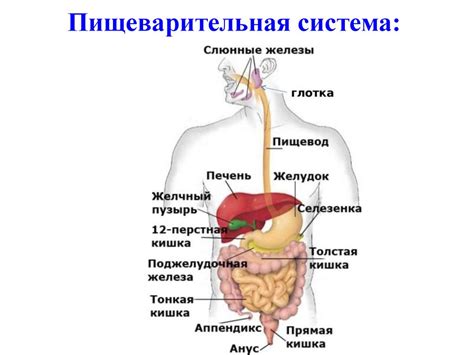 Пищеварительная система - презентация онлайн