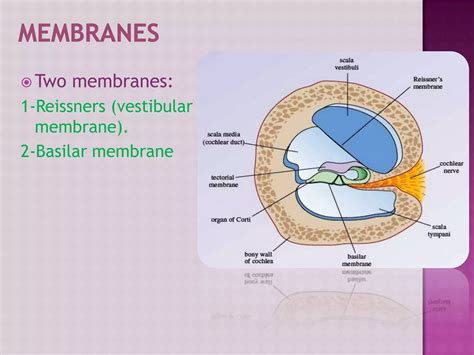 Cochlea And Its Functions Pptx
