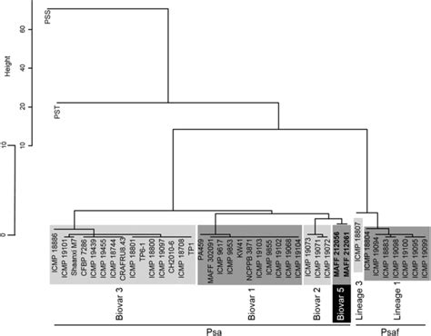 dendrogram for ani values ani value for each combination between