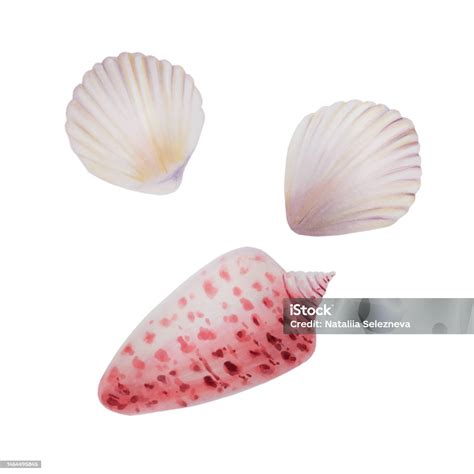 수채화 바다 조개입니다 흰색 고립된 배경에 수중 생물 물체를 손으로 칠하는 클립아트 디자이너 장식 엽서 포장지 스크랩북 표지 초대장 웨딩 디자인 포스터 및 섬유 가리비에