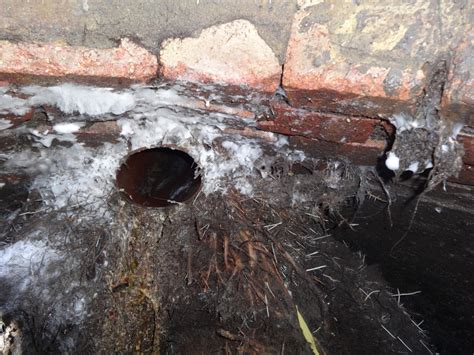 Septic Tank Root Igress Mantair
