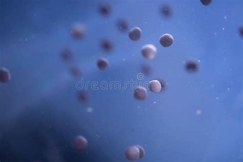 Microcapsules In Cosmetics Background Stock Image Image Of Smear Abstract 291565093