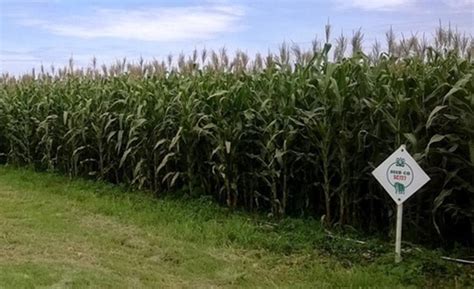 Kurima Chibage Muzhizha Neseed Co Herald