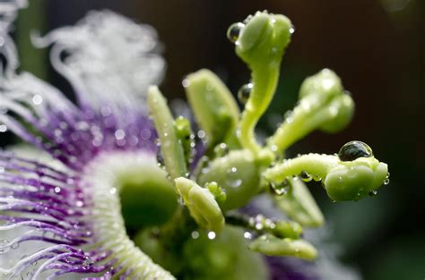 Drop Of Passion Photograph by Priya Ghose